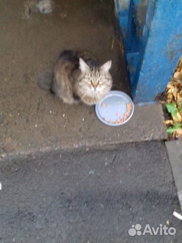 Пропадает кошка