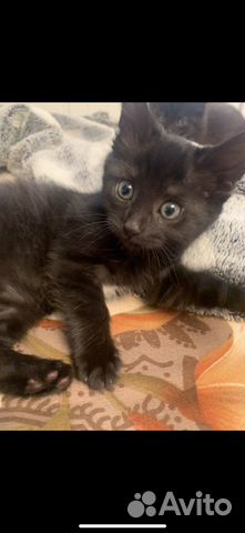 Котенок Мусечка ищет дом