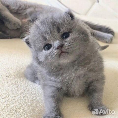 Ищу вислоухого котенка