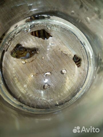 Улитка Хелена бесплатно