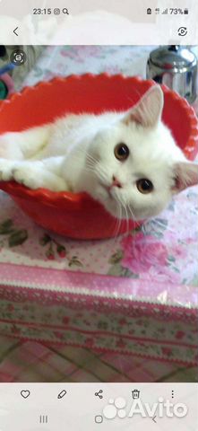 Потерялся любимый молодой кот