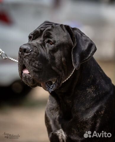 Вязка, кобель кане корсо