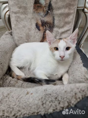 Котенок кошечка 5 месяцев ищет дом