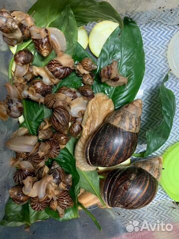 Улитки ахатины