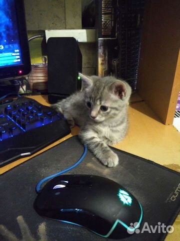 Котята усатые, полосатые