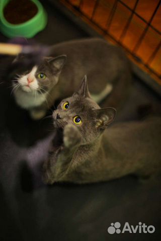 Котята Джонни и Дениска