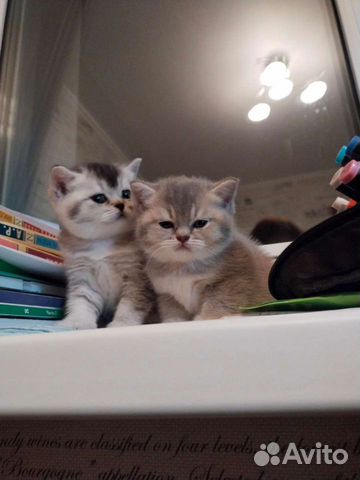 Продаются британские котята (девочки)