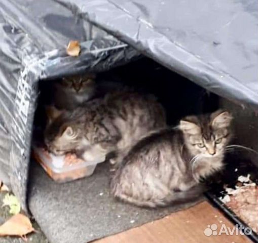 Котята
