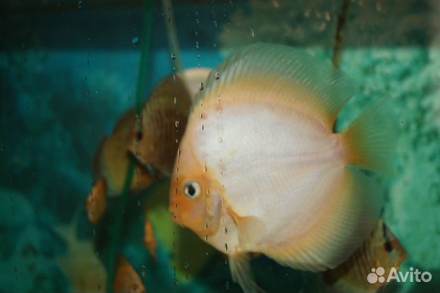 Дискусы-самые красивые аквариумные питомцы