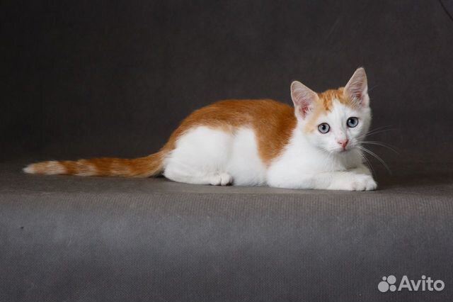 Рыжий котик