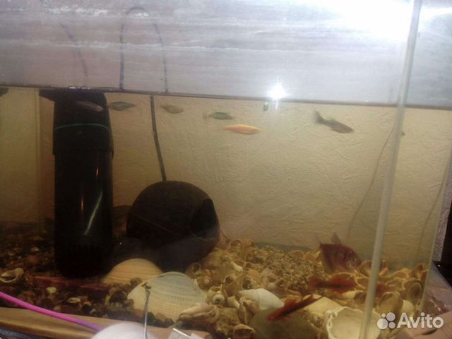 Бесплатно Аквариум с рыбками Рыбами