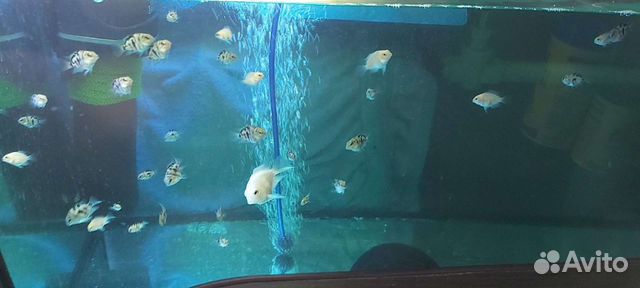 Аквариумные рыбки