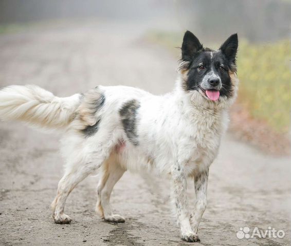 Очаровательная Джулия ищет семью