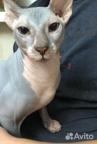Кот