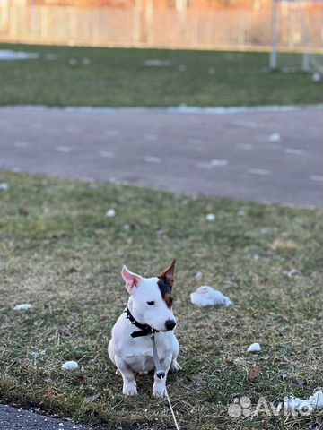 Джек Рассел Терьер