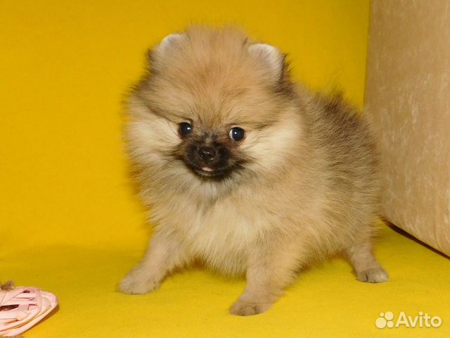 Мини девочка помшпица