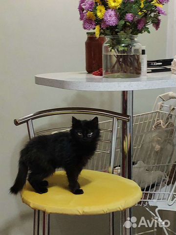 Кото-нинзя 2 месяца