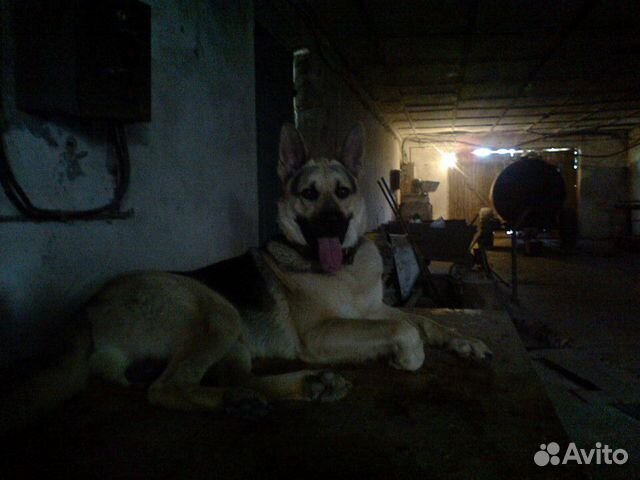 Молодой красавец вео на случку