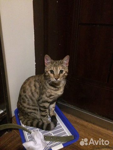 Кошка в дар