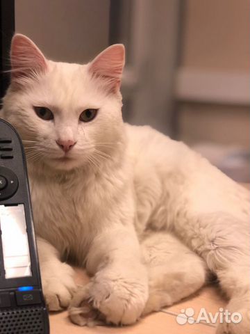 Отдам бесплатно животные