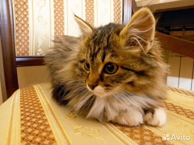 Подарю котяток-малышей