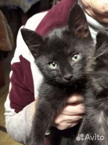 Котята черные пушистые мальчик и девочка 3мес