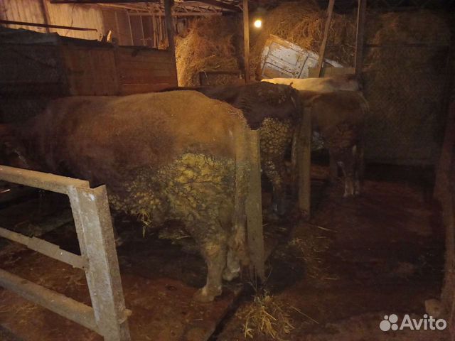 Быки на мясо