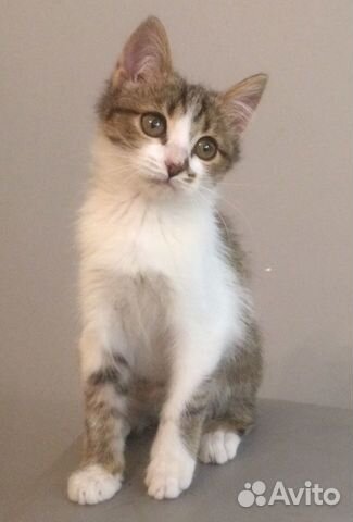 Котенка отдам в добрые руки