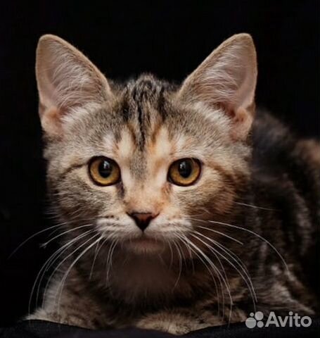 Котенок