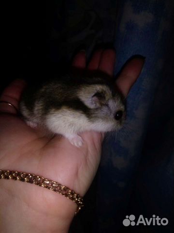 Джунгарский хомяк с клеткой