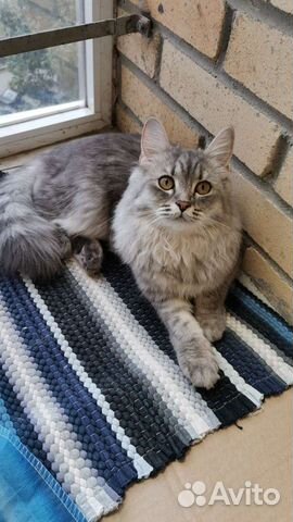 Шотландская