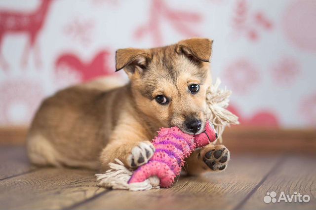 Щенок (1, 5 месяца) ищет семью