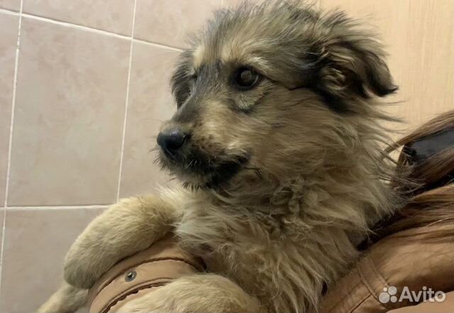 Собаки щенки, девочка 3 мес