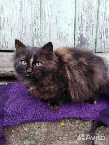 Кошка 2 мес ищет дом
