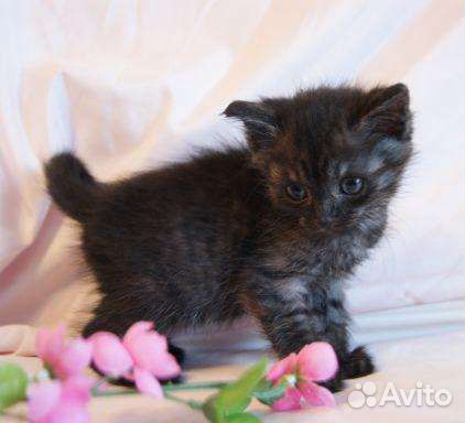 Шотланский котенок