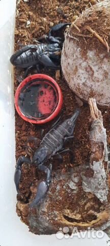 Скорпион Heterometrus petersi