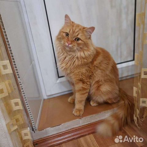 Рыжий пушистый котик в дар