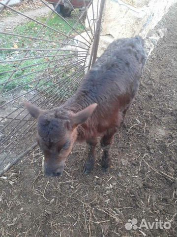 Телята бычки