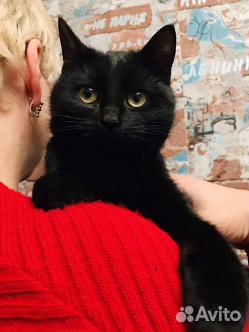 Кошка Аяка