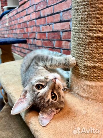 Котенок мальчик Шерлок 3,5 мес