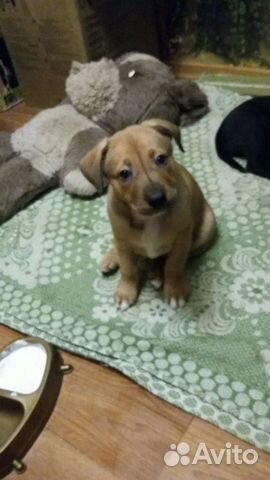 Щенки стафтерьер помесь (в хорошие руки)