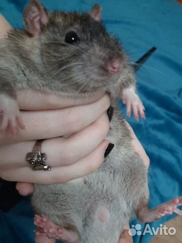 Крыса рекс мальчик cpoчho