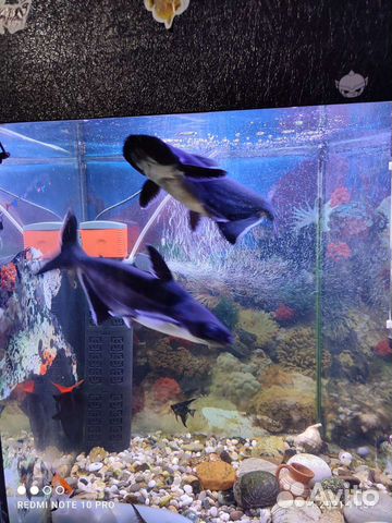 Аквариумные рыбки