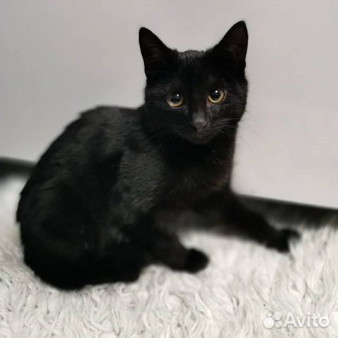 Котенок Чук