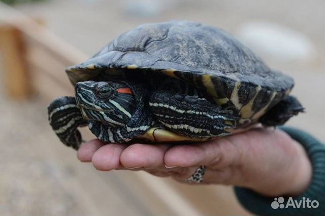 Красноухая черепаха бесплатно