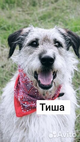 Добрая ласковая Тиша отдам