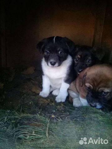 Малыши от маленькой собаки