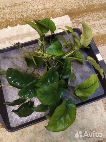 Анубиас Бартера