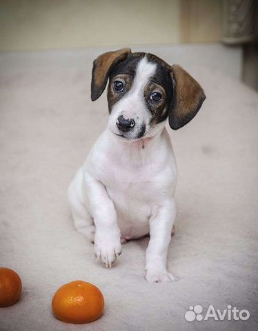 Щенок Гаврюша