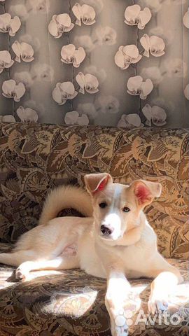Пёс Боб